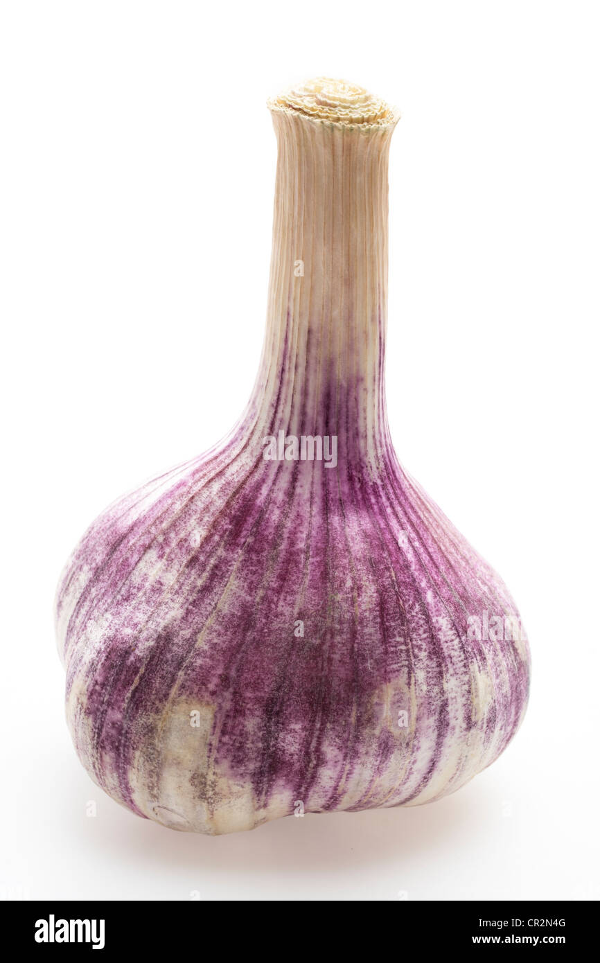 Close Up of a Fresh Garlic Bulb on a White Background Stock Photo - Alamy