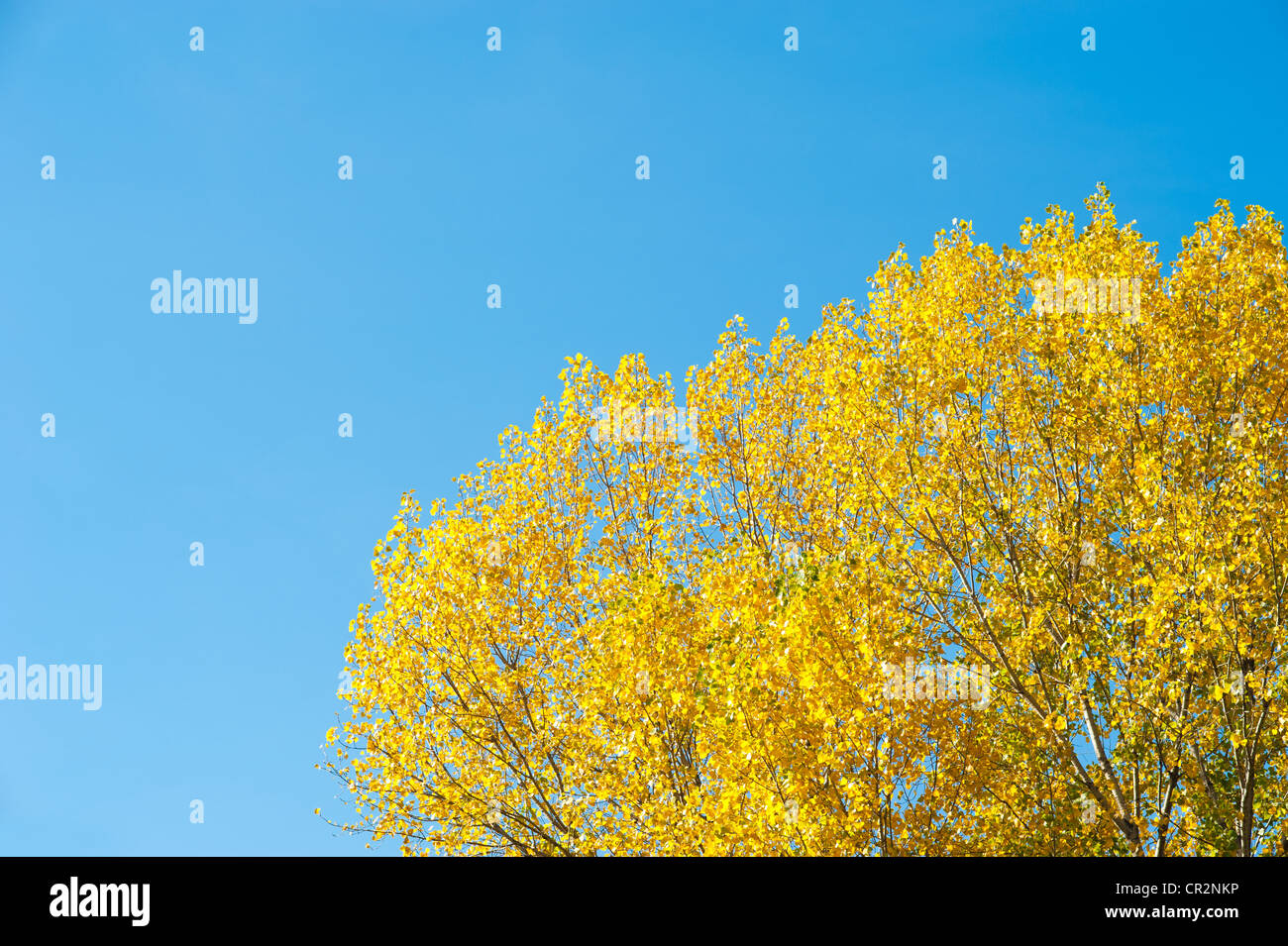 Golden leaves on a deciduous tree, a seasonal background Stock Photo ...