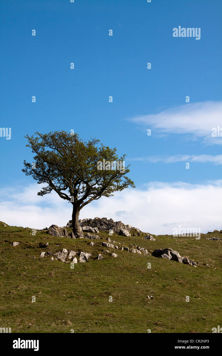 Tree in the Landscape Stock Photo - Alamy