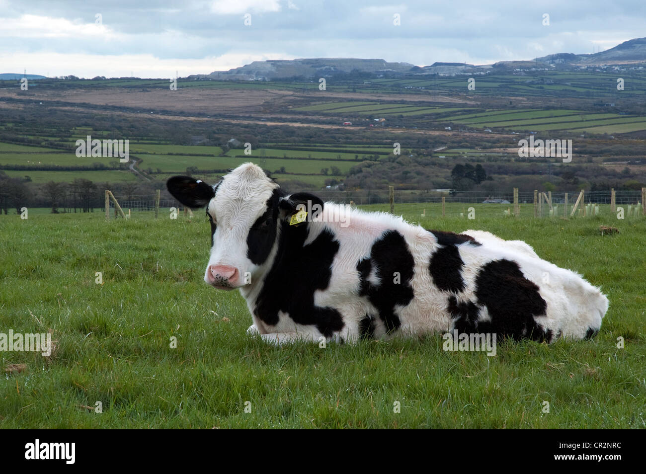 A black and white cow lying down Stock Photo - Alamy