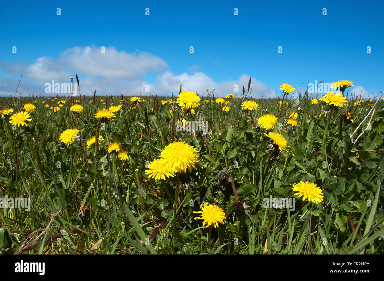 Dandylion hi-res stock photography and images - Alamy