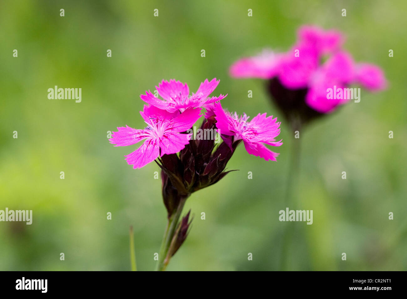 Pink wild flower uk hi-res stock photography and images - Alamy