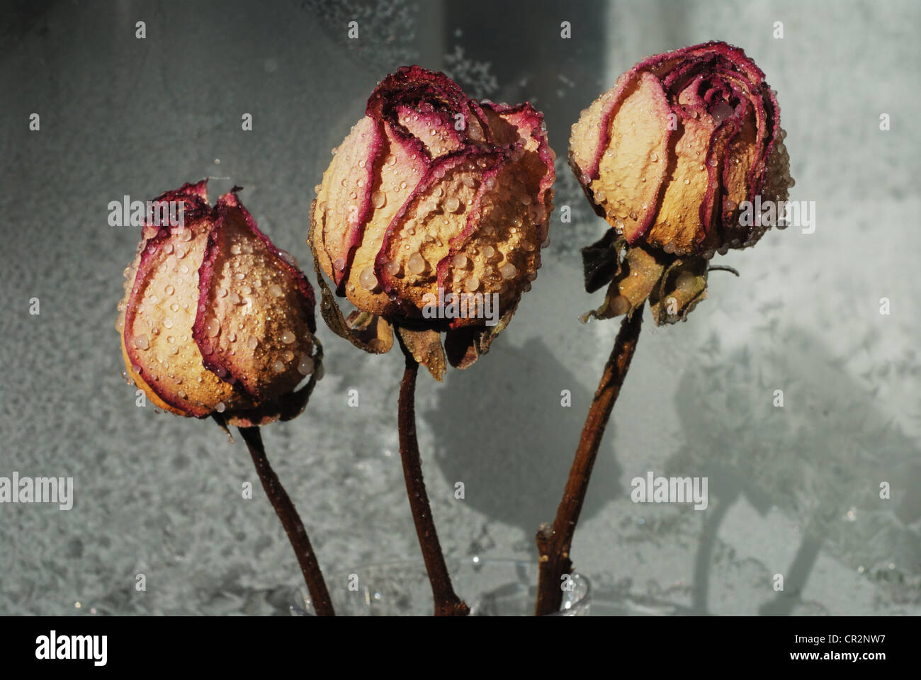 Rotting rose hi-res stock photography and images - Alamy