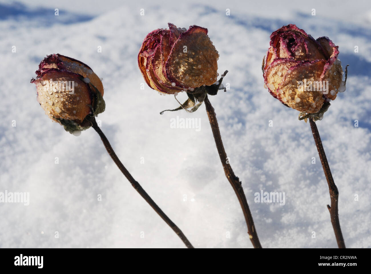 Rotting rose hi-res stock photography and images - Alamy