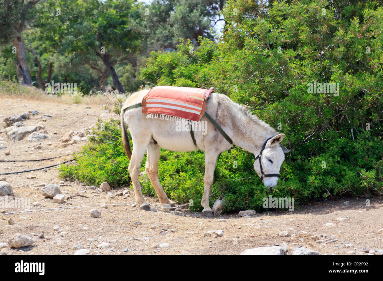 Donkey cyprus hi-res stock photography and images - Alamy