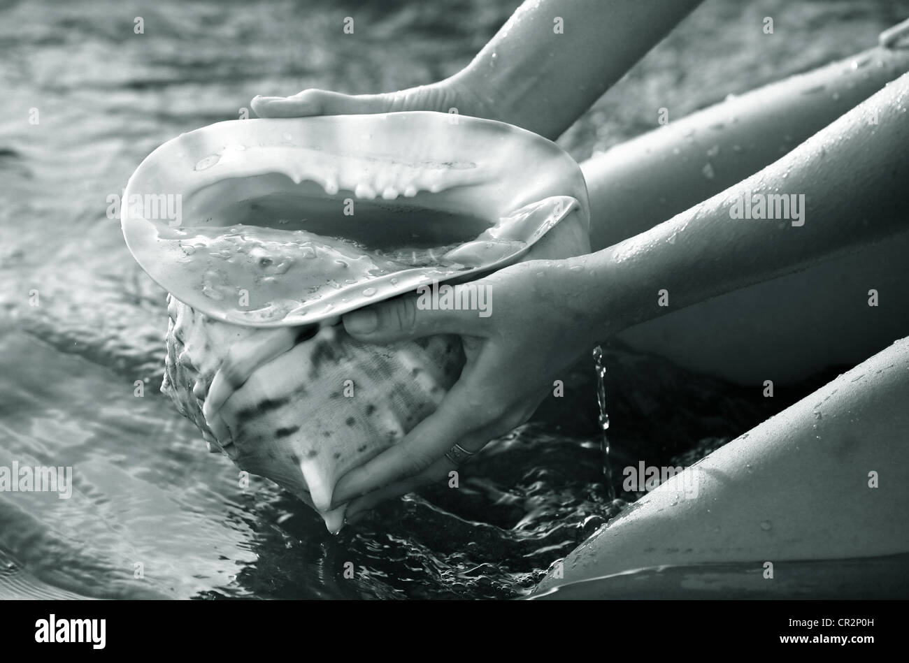 The big conch shell on a background of water with sparks Stock Photo ...