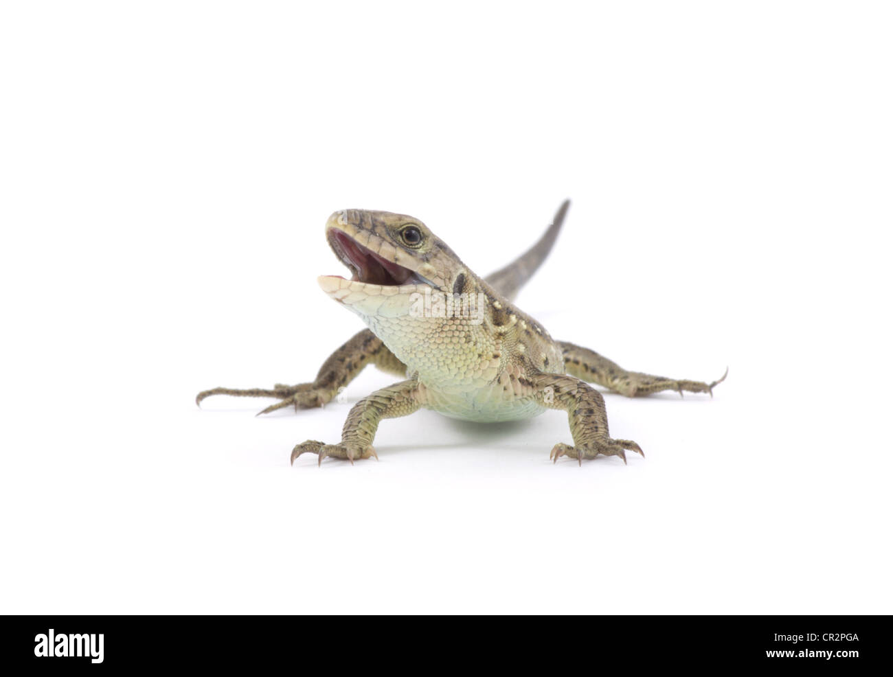 Small lizard isolated on white Stock Photo - Alamy