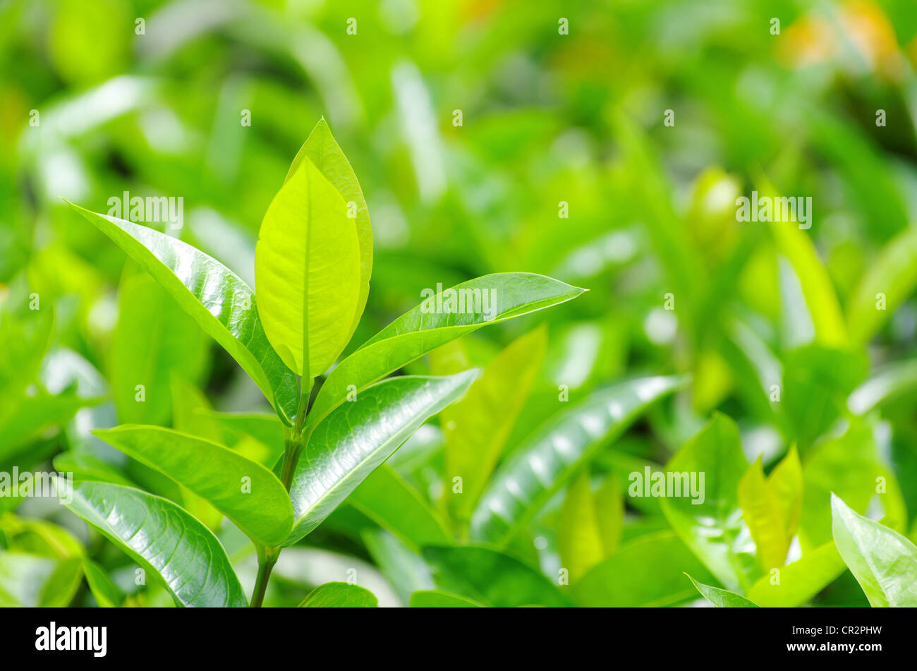Tea bud and leaves hi-res stock photography and images - Alamy