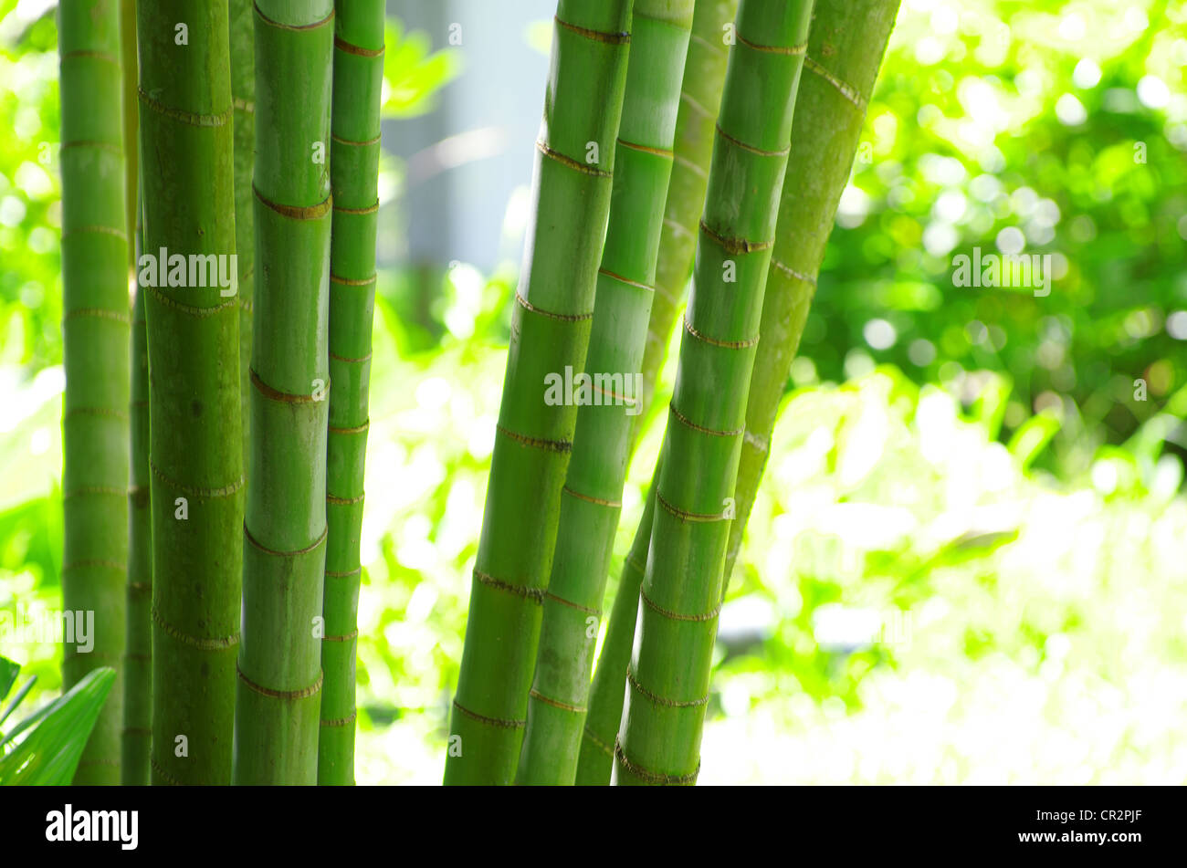 Bamboo tree detail green tropical forest hi-res stock photography and ...