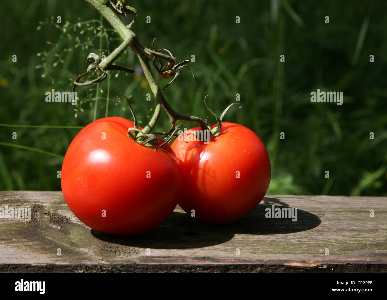 Two tomatoes covered by the sun on a background of a grass Stock Photo ...