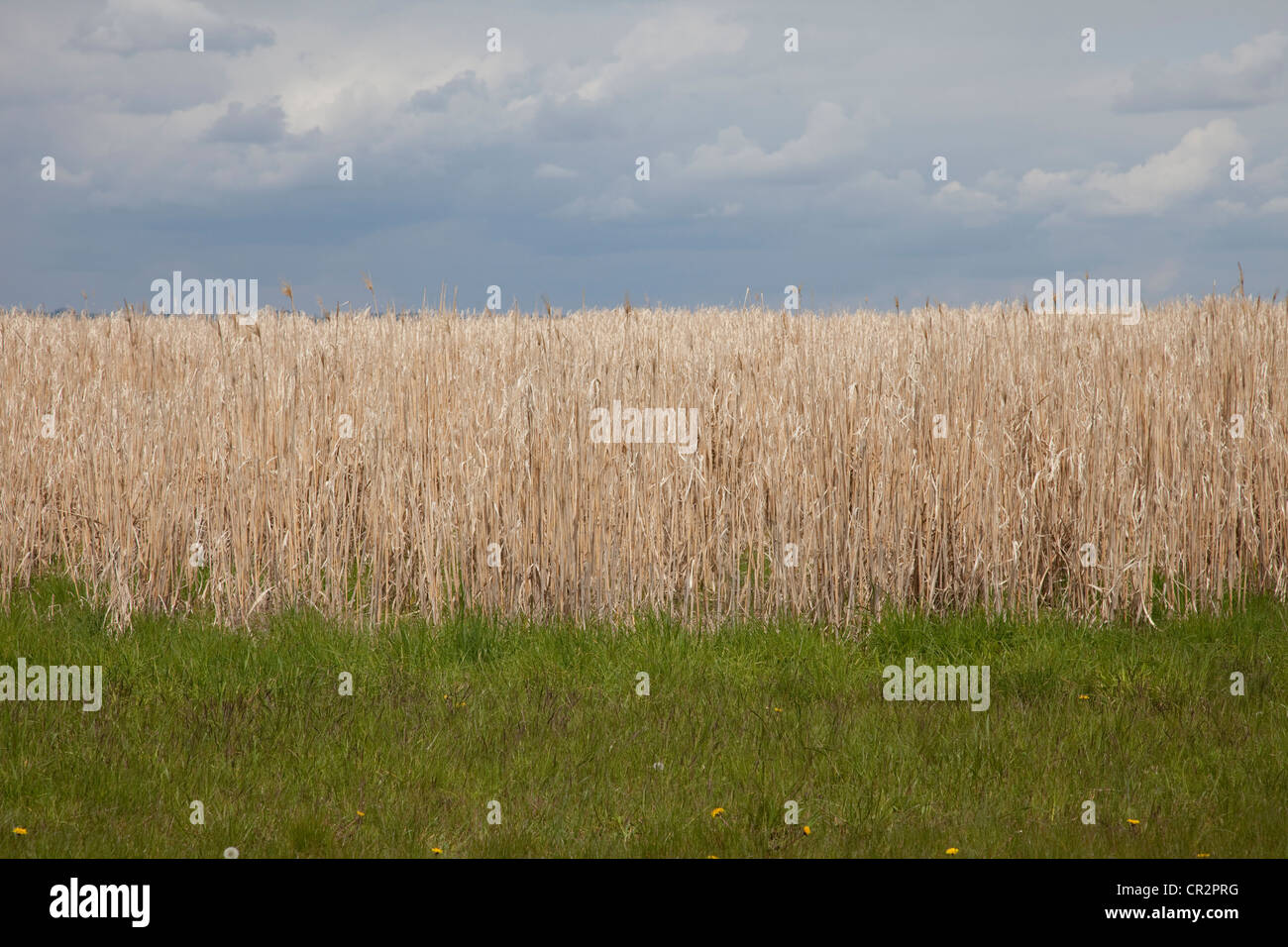 Elephant grass pennistum purpureum hi-res stock photography and images ...