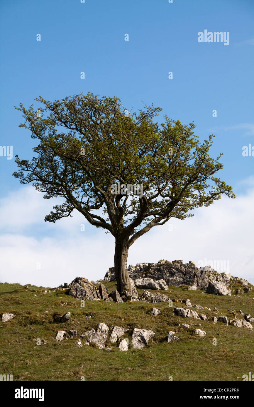 Tree in the Wilderness Stock Photo - Alamy