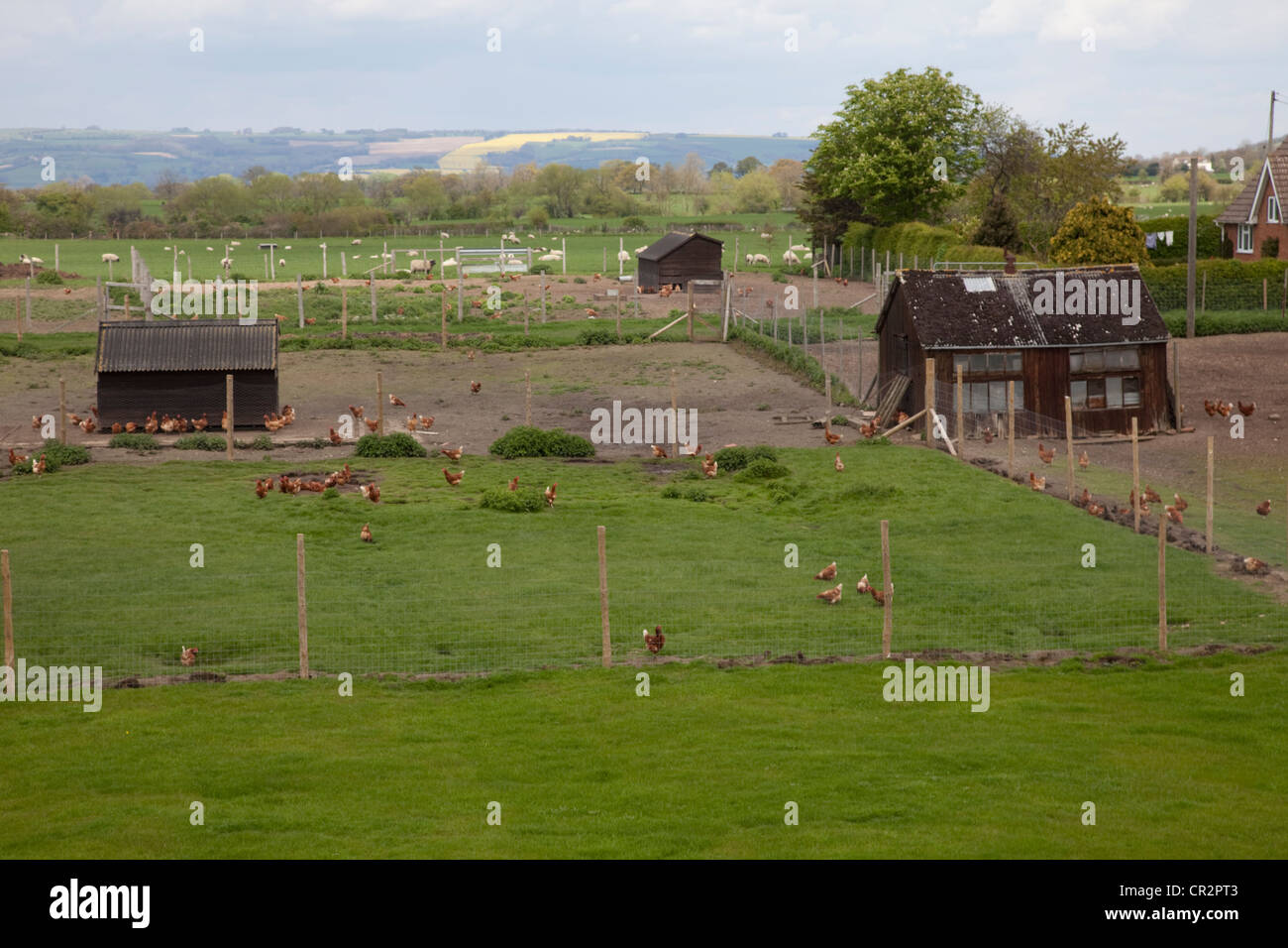 Free range chickens Stoke Orchard Glos UK Stock Photo - Alamy