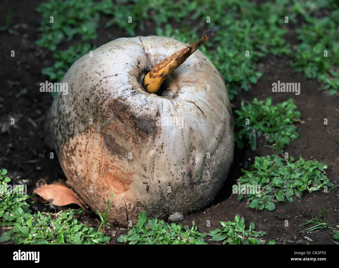 Coco grass hi-res stock photography and images - Alamy