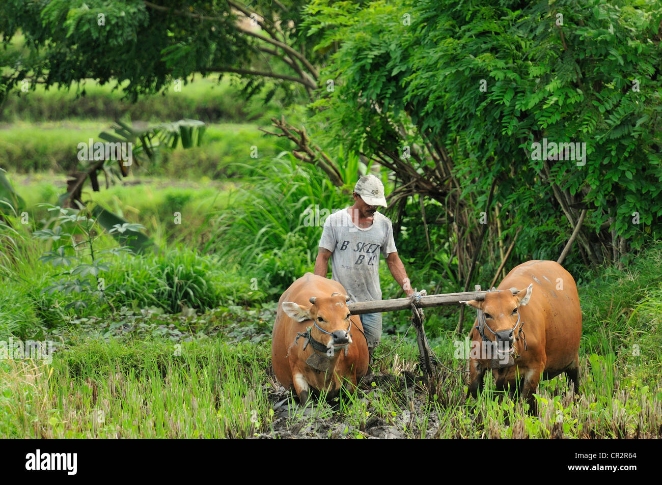 Bali Cows Stock Photos & Bali Cows Stock Images - Alamy