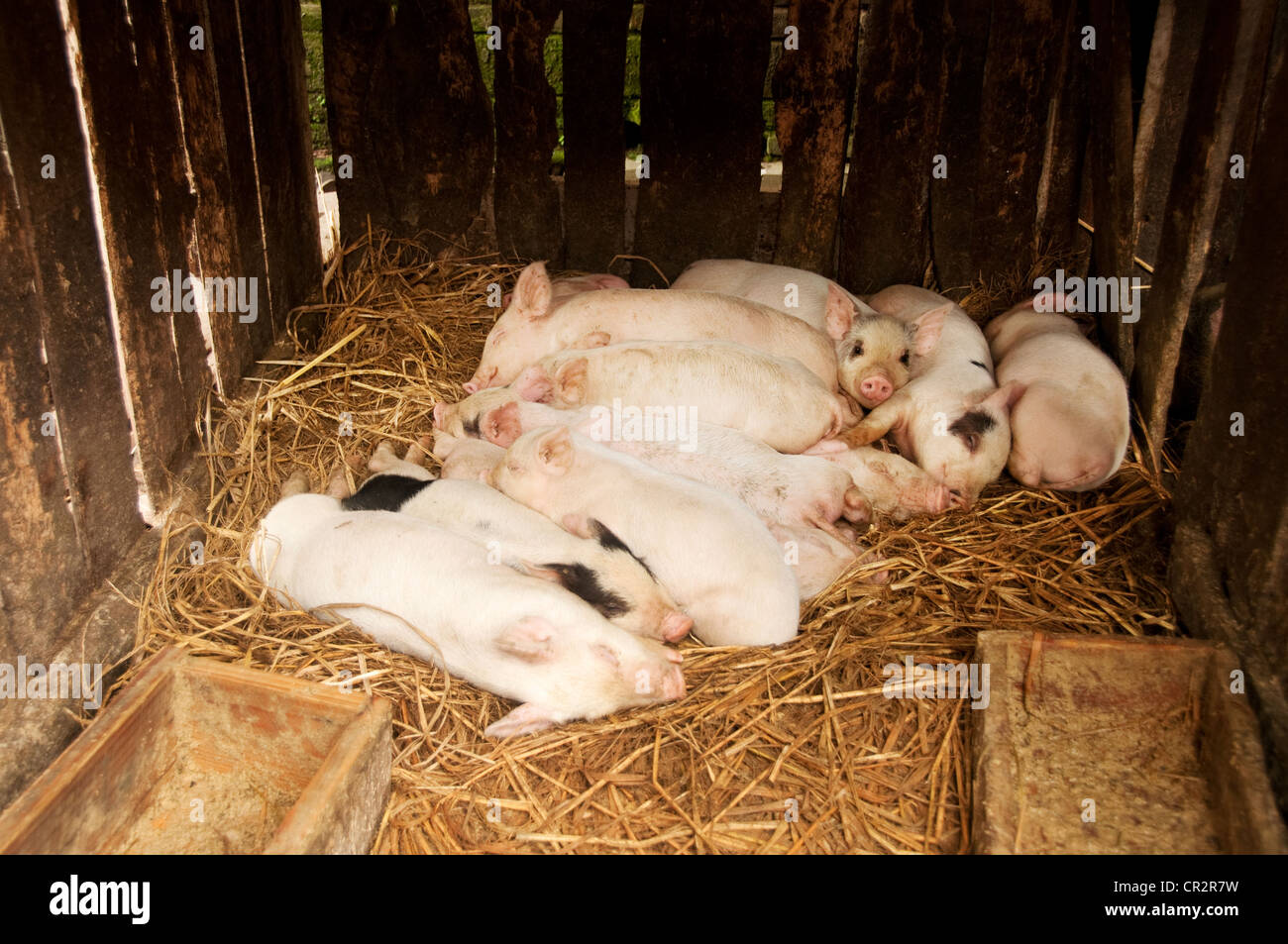 Several small pigs in a pigsty, Chejiang Dong Village, Southern China ...