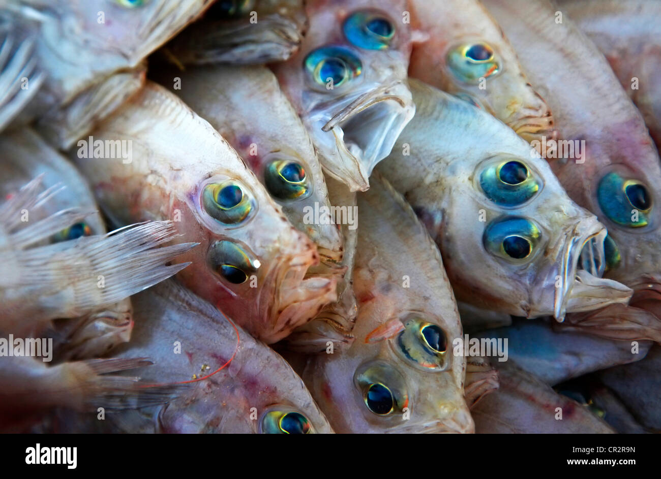 Fine fish (flounder) on a counter of shop Stock Photo - Alamy
