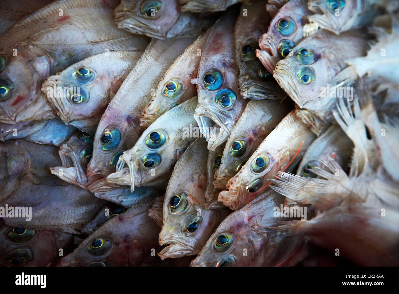 Fine fish (flounder) on a counter of shop Stock Photo - Alamy
