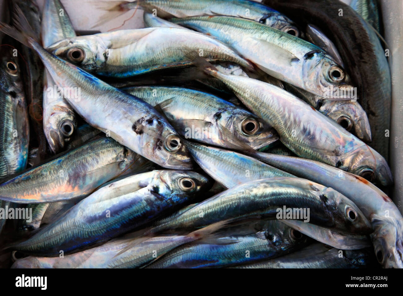 small fresh fish on a counter of shop Stock Photo - Alamy