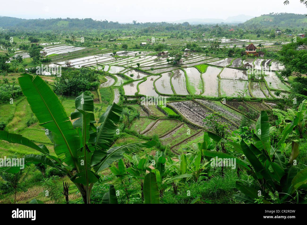 Rice terraces bali indonesia hi-res stock photography and images - Alamy