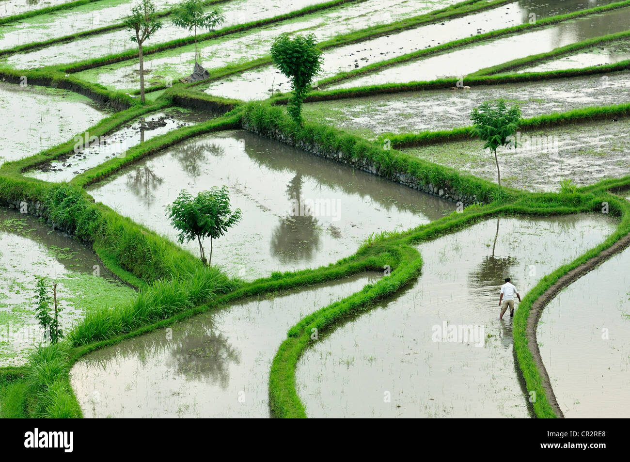 Rice terraces bali hi-res stock photography and images - Alamy