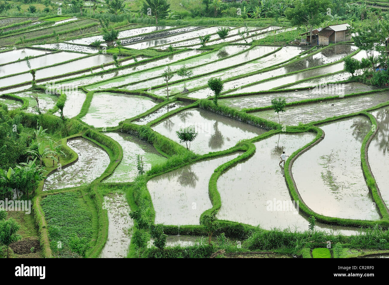 Rice terraces bali hi-res stock photography and images - Alamy