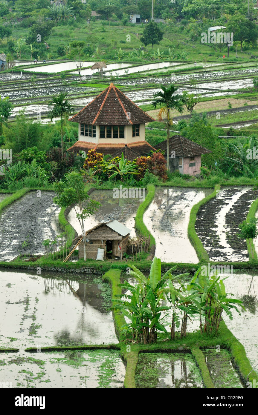 Rice terraces bali hi-res stock photography and images - Alamy
