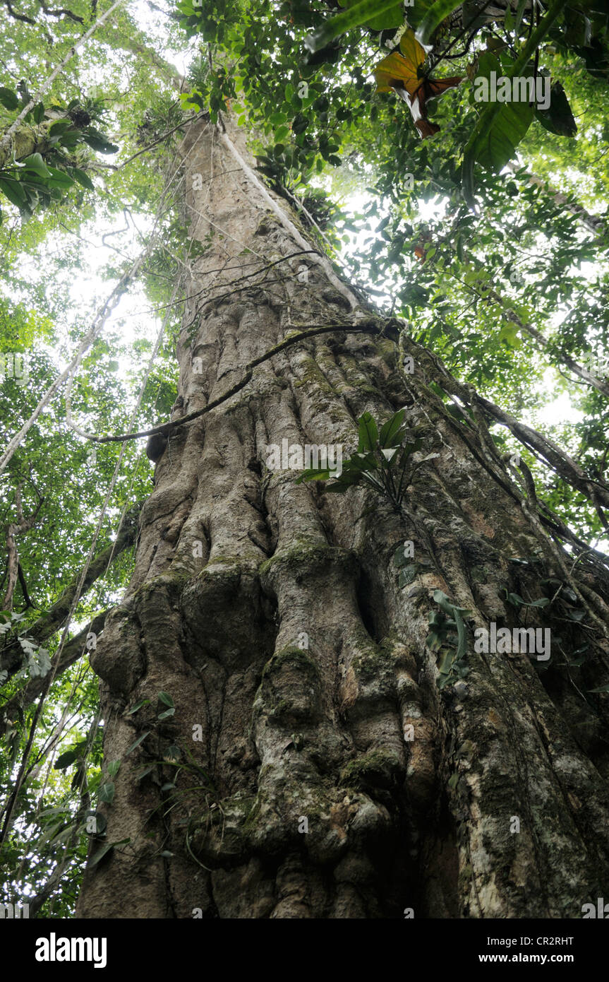 Giant old growth almond tree, Dipteryx panamensis, lowland rainforest ...