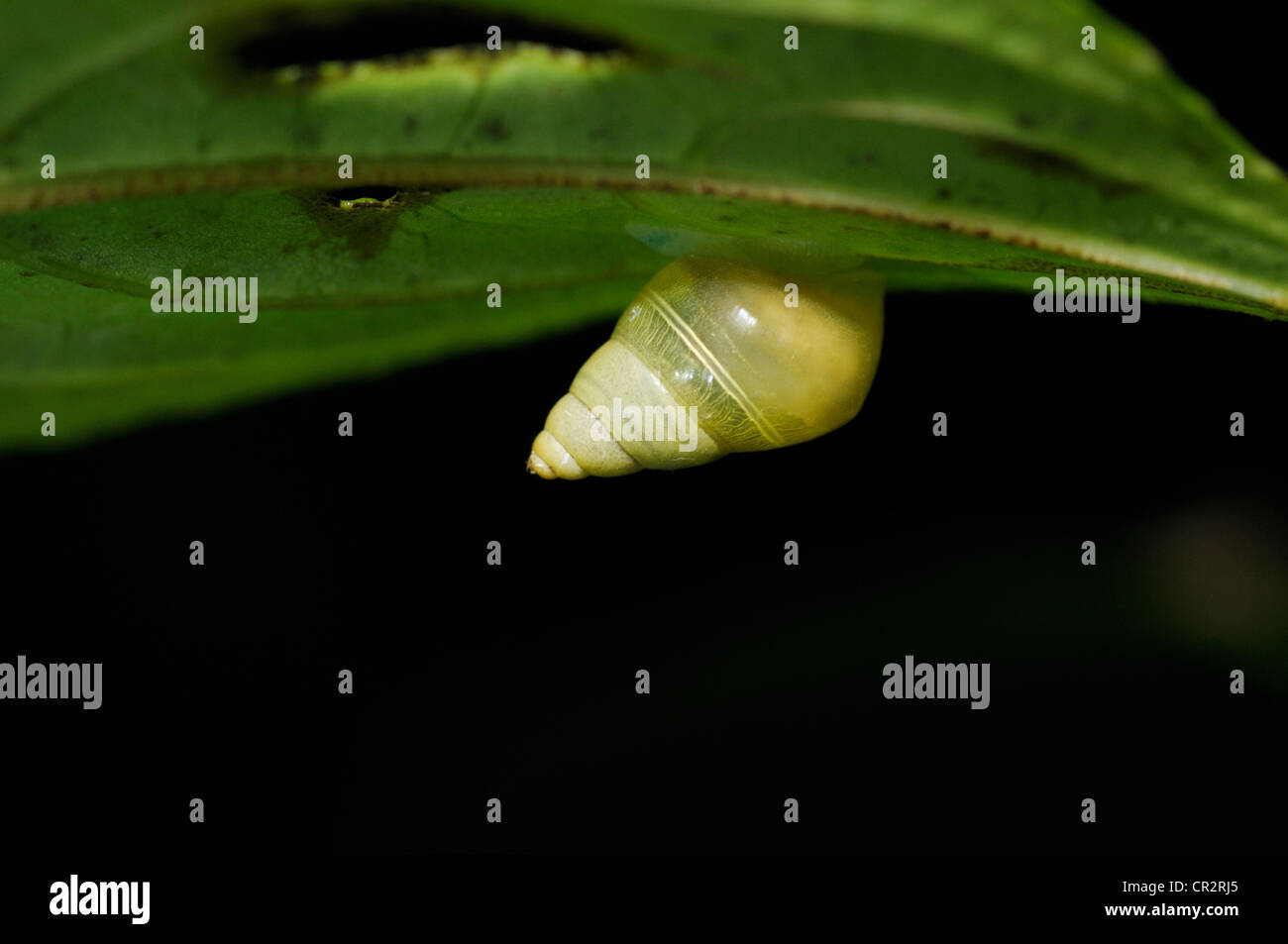 Rainforest snail hi-res stock photography and images - Alamy