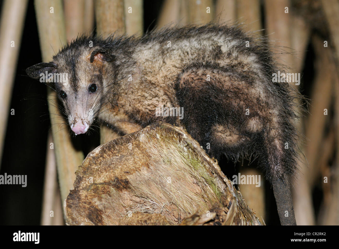 Opossum hi-res stock photography and images - Alamy