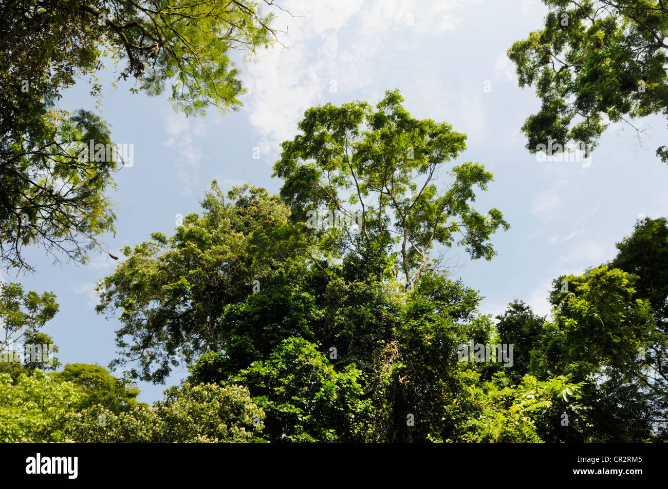 Emergent rainforest tree, Tortuguero National Park, Costa Rica Stock ...