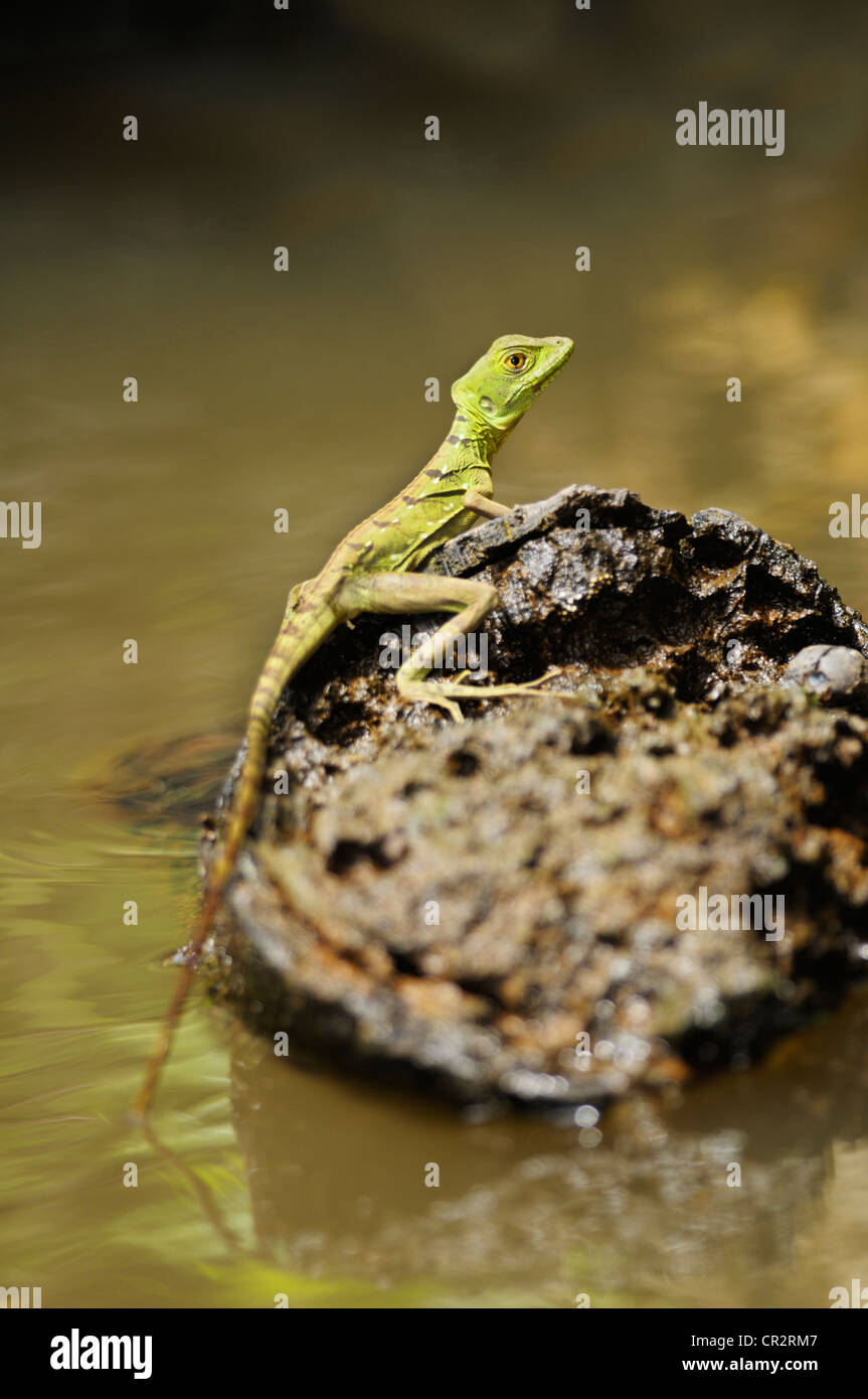 Green basilisk juvenile, Basiliscus plumifrons, AKA Jesus Christ Lizard ...