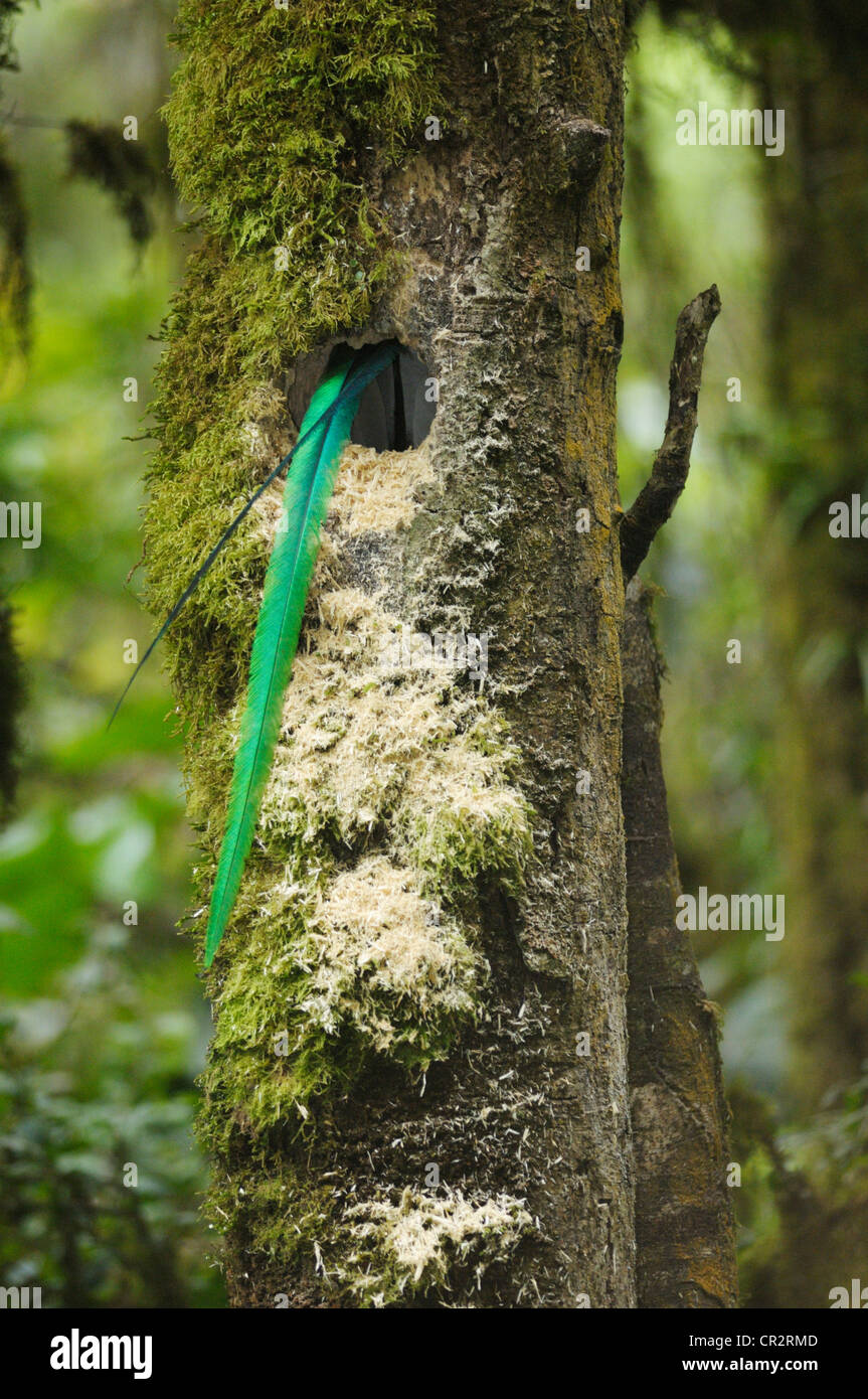 Male resplendent quetzal tail emerges from nest hole, Savegre Valley ...
