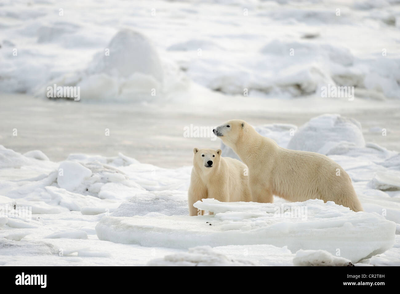 Polar bear (Ursus maritimus) Mother sow and cub along Hudson Bay shoreline, Seal River Heritage ...