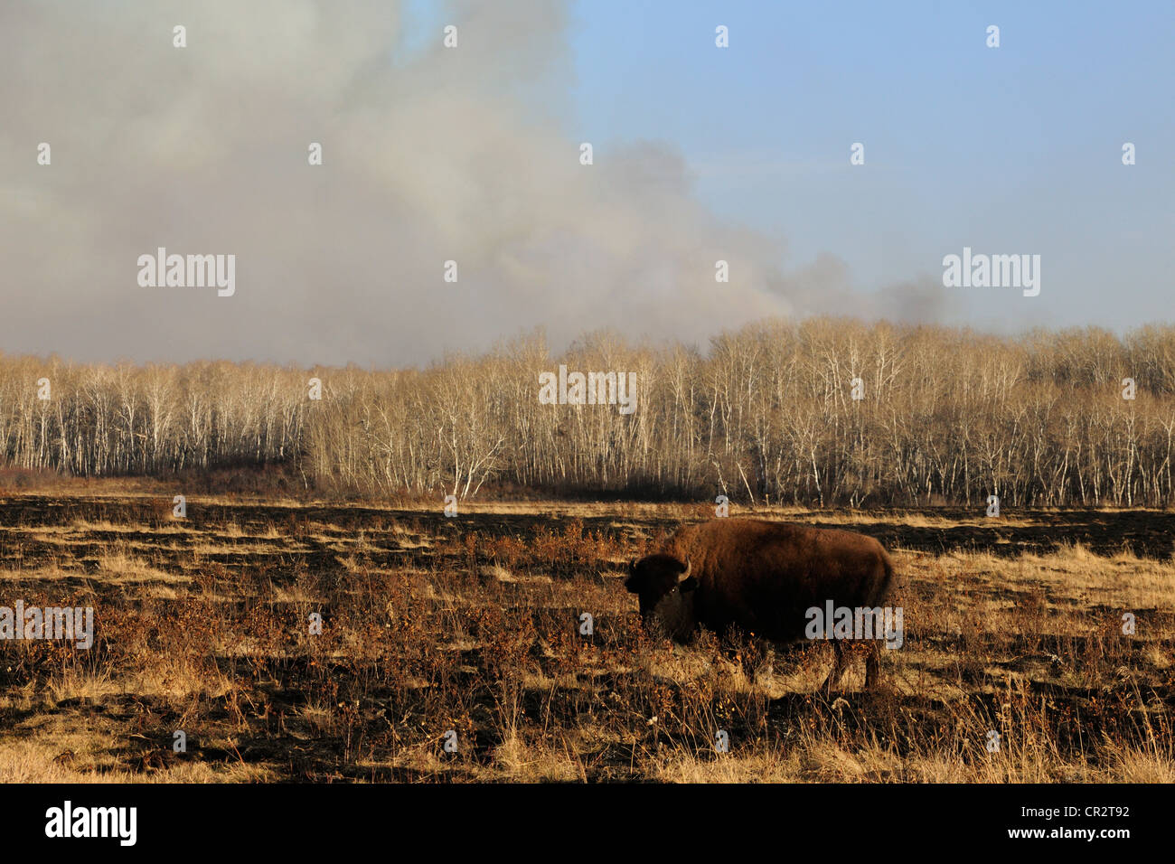 Plains bison (Bison bison) foraging in enclosed paddock shortly after ...