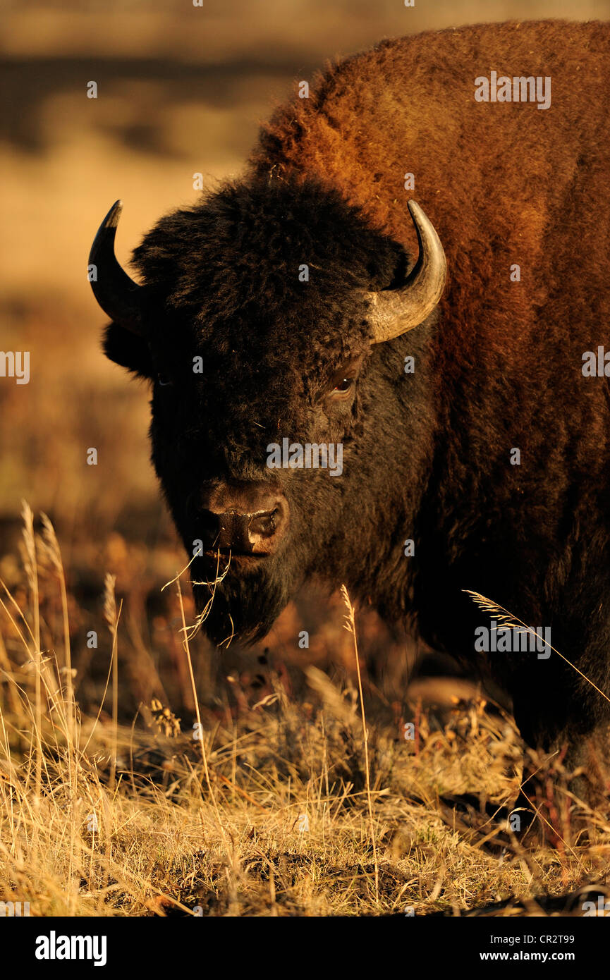 Plains bison (Bison bison) foraging in enclosed paddock shortly after ...