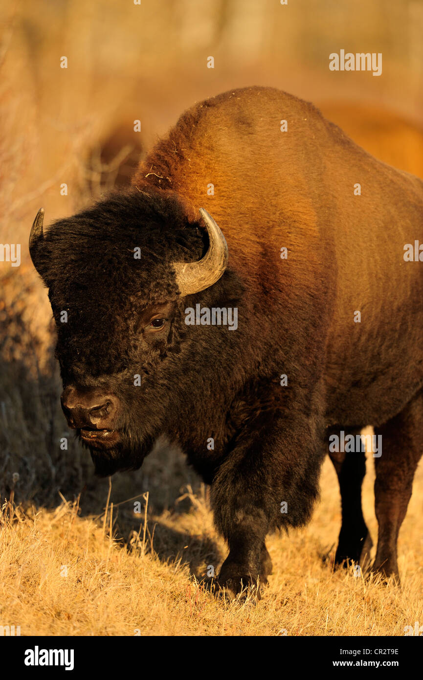 Plains bison (Bison bison) foraging in enclosed paddock shortly after ...