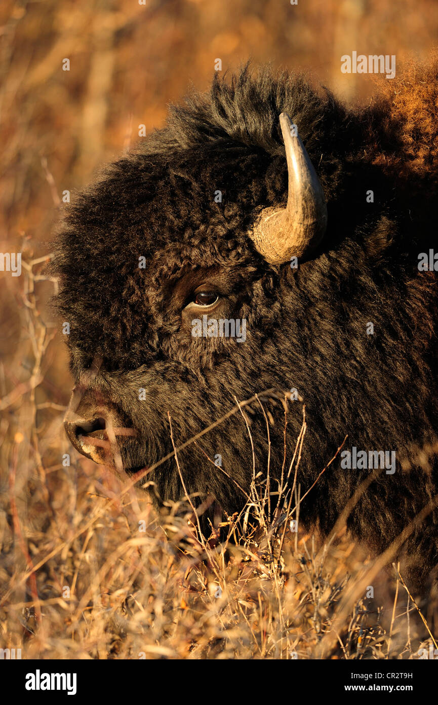 Plains bison (Bison bison) foraging in enclosed paddock shortly after ...