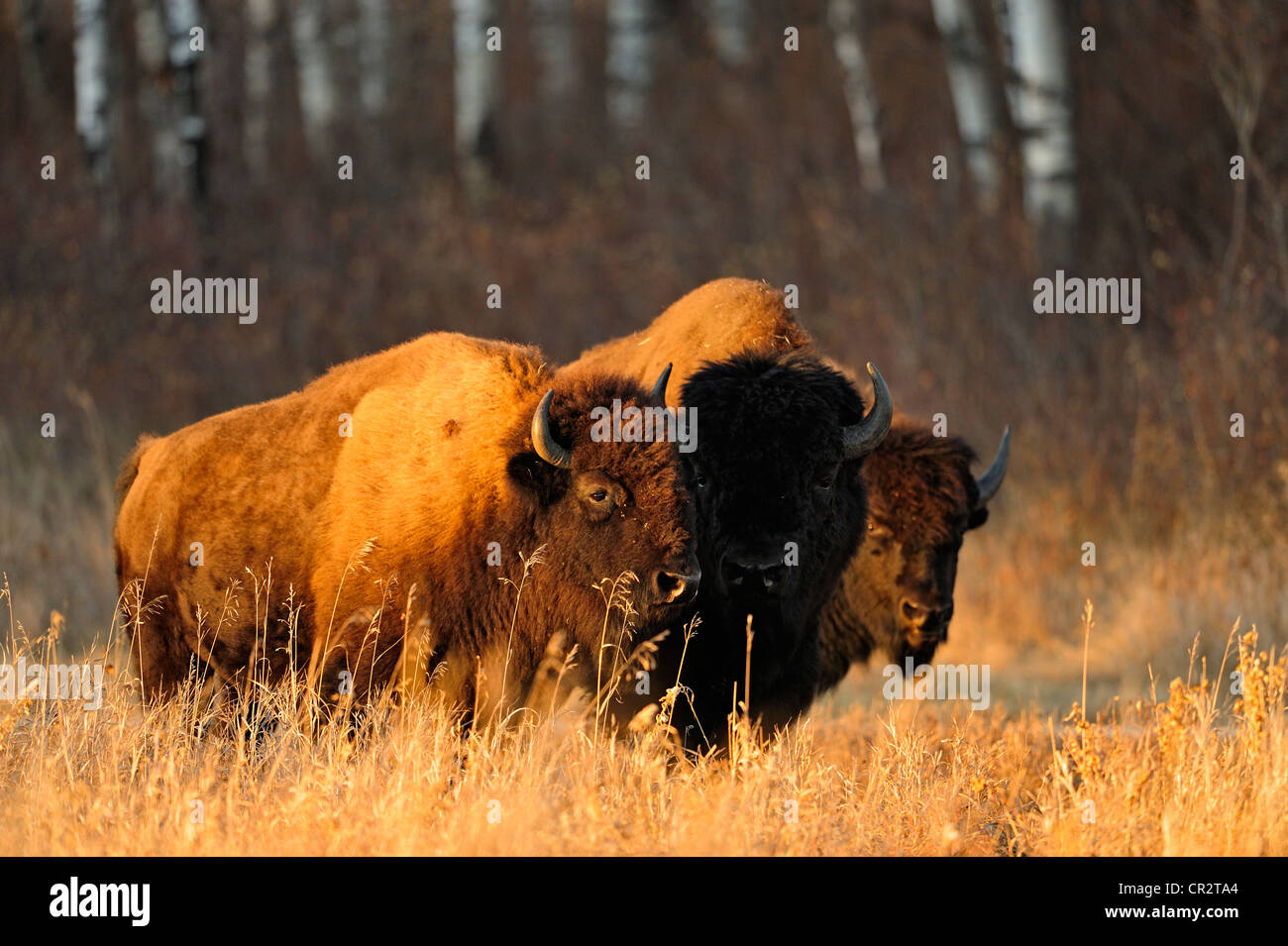 Plains bison (Bison bison) foraging in enclosed paddock shortly after ...