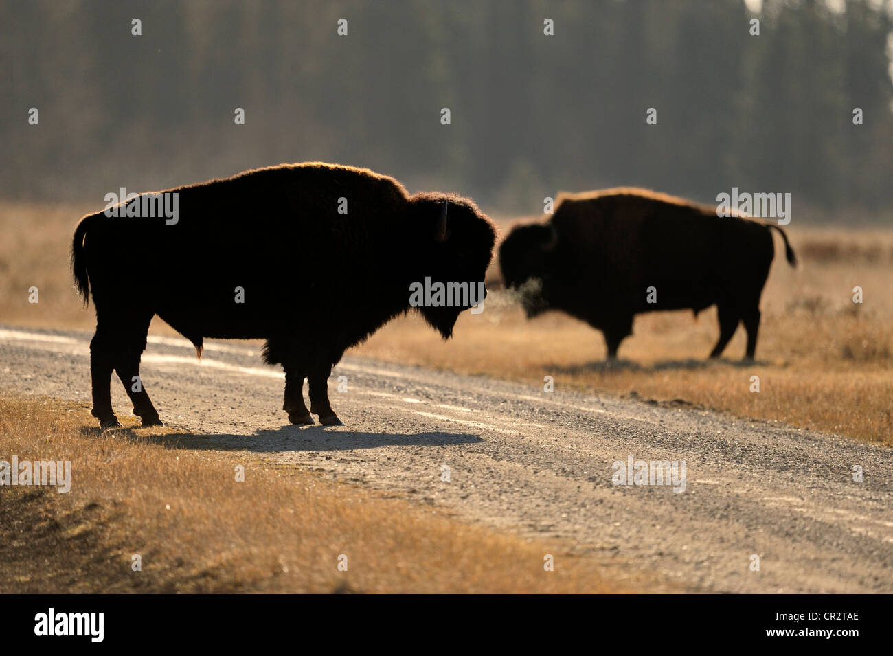 Plains bison (Bison bison) foraging in enclosed paddock shortly after ...