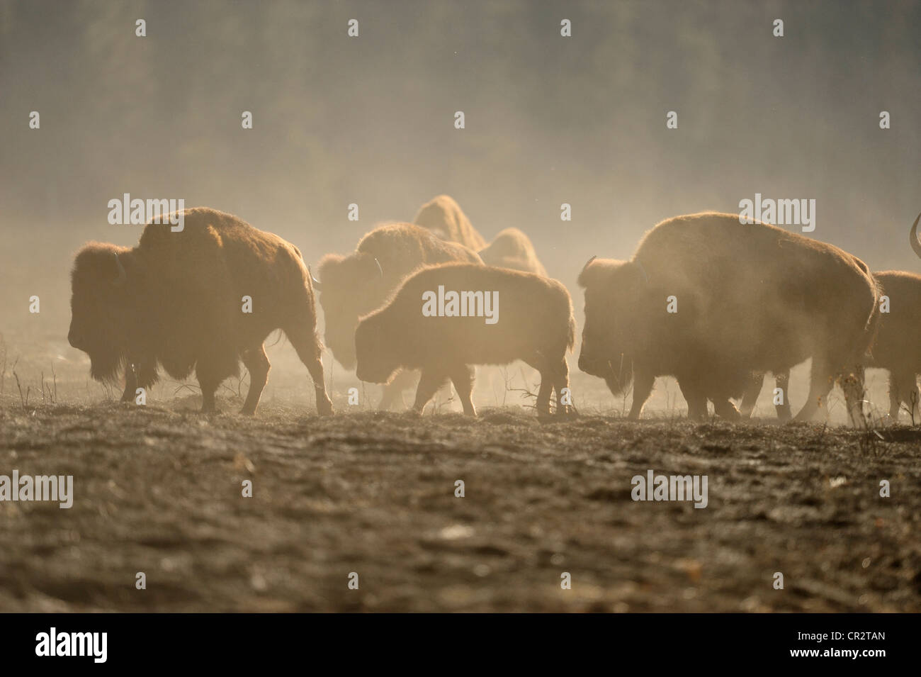 Plains bison (Bison bison) foraging in enclosed paddock shortly after ...