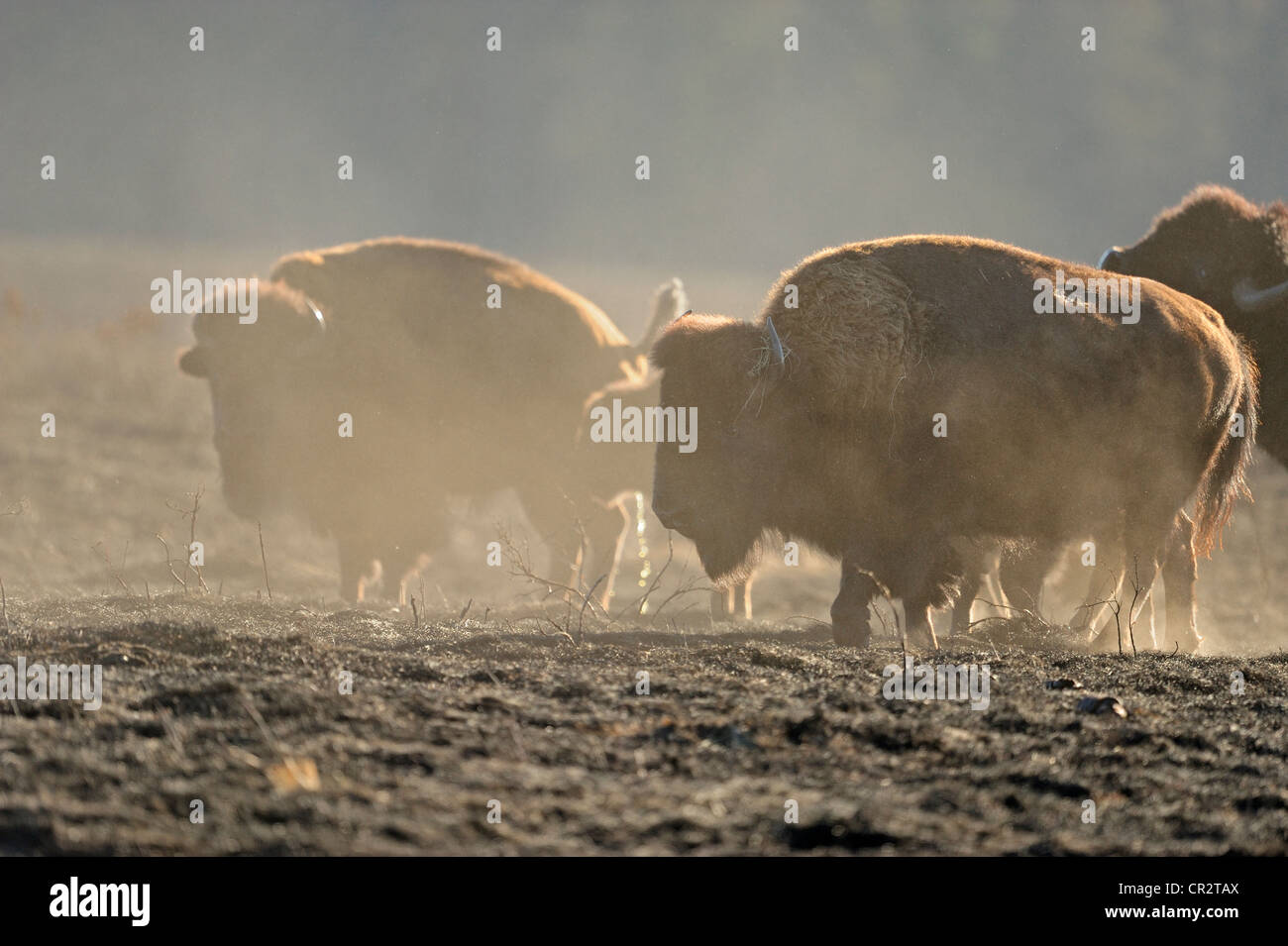 Plains bison (Bison bison) foraging in enclosed paddock shortly after ...