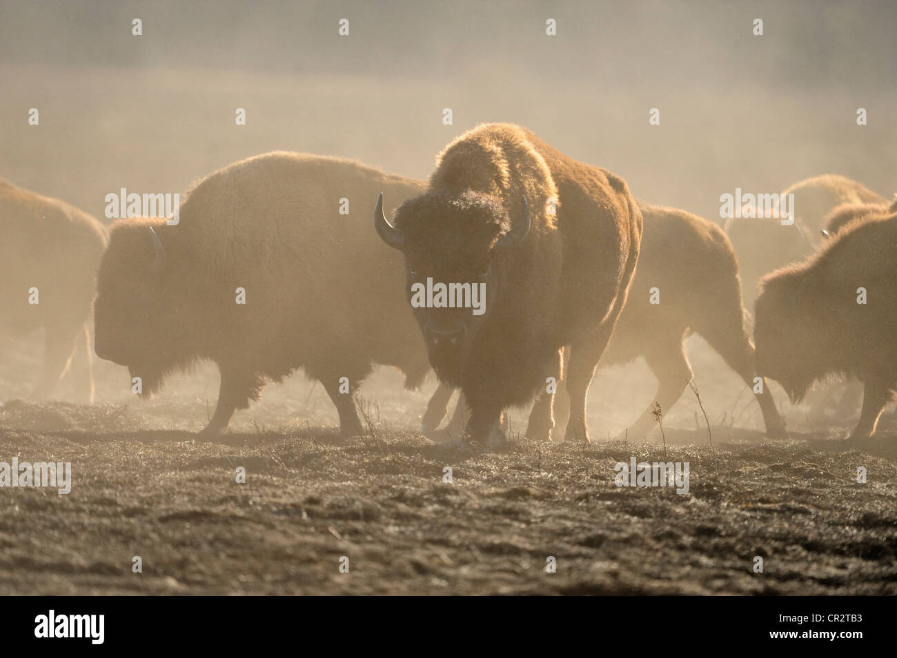 Plains bison (Bison bison) foraging in enclosed paddock shortly after ...