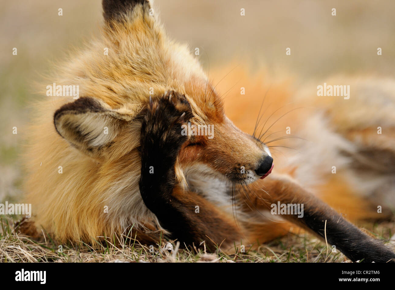 Red fox (Vulpes vulpes) on rural lawn in spring, greater Sudbury ...