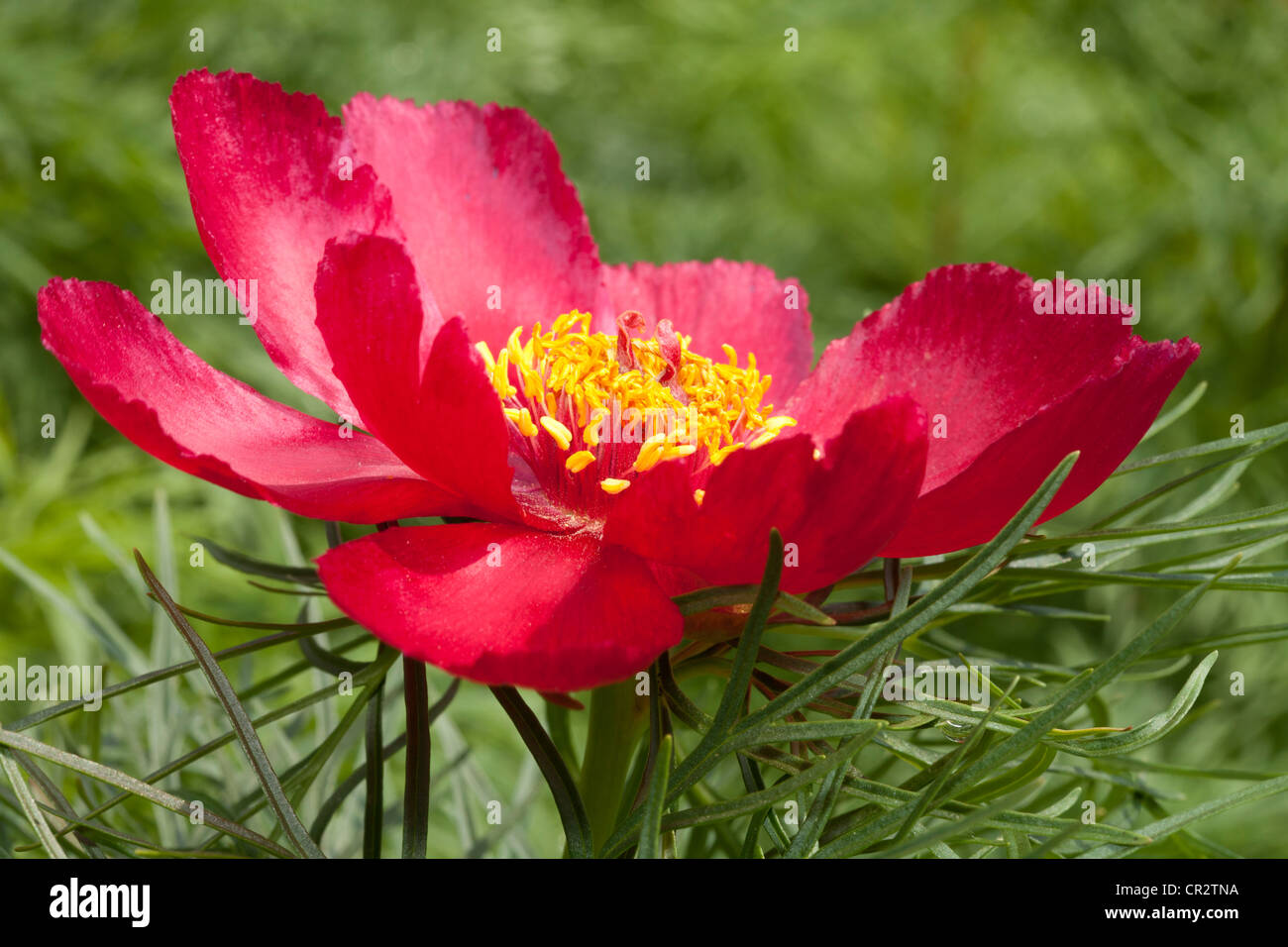 Blossom of a peony, Paeonia tenuifolia, Paonie, Paeoniaceae Stock Photo ...