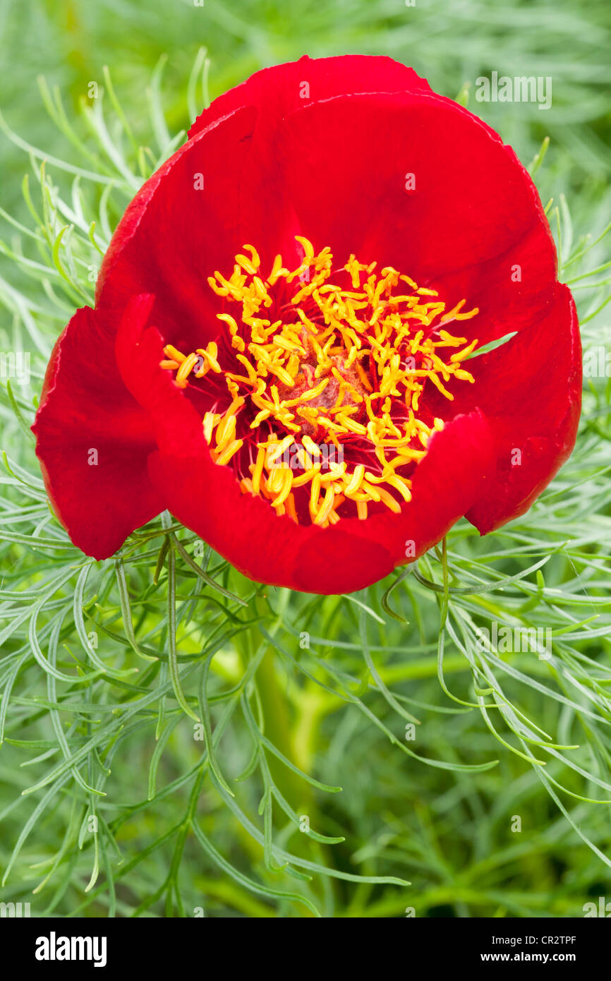 Blossom of a peony, Paeonia tenuifolia, Paonie, Paeoniaceae Stock Photo ...