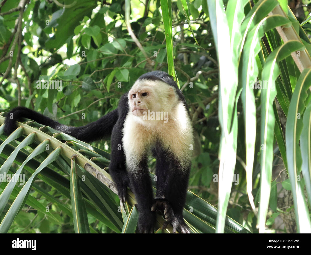 Monkey palm hi-res stock photography and images - Alamy