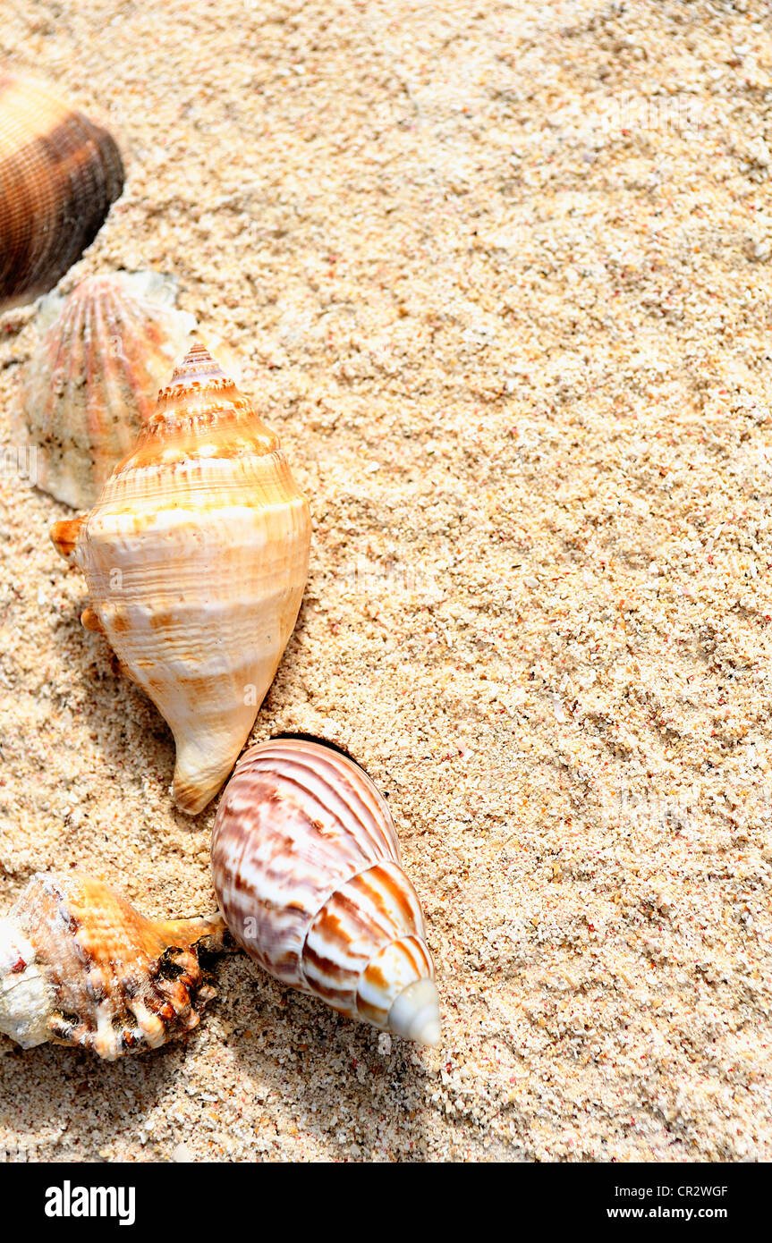 sea shells with sand as background Stock Photo - Alamy