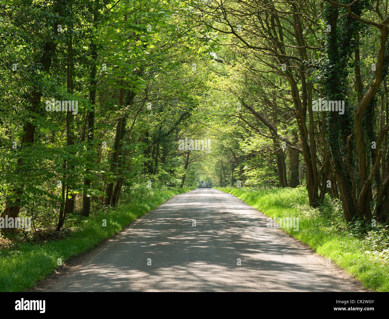 woodland road, norfolk, england Stock Photo - Alamy