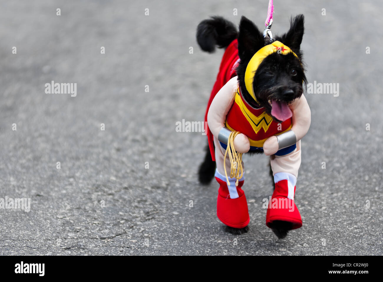 Dog fancy dress hi-res stock photography and images - Alamy